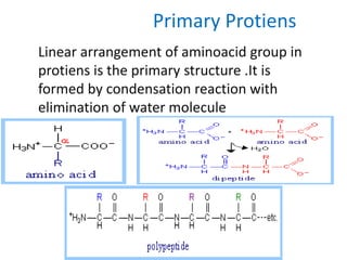 Macromolecular structure and biological function of primary protiens | PPT