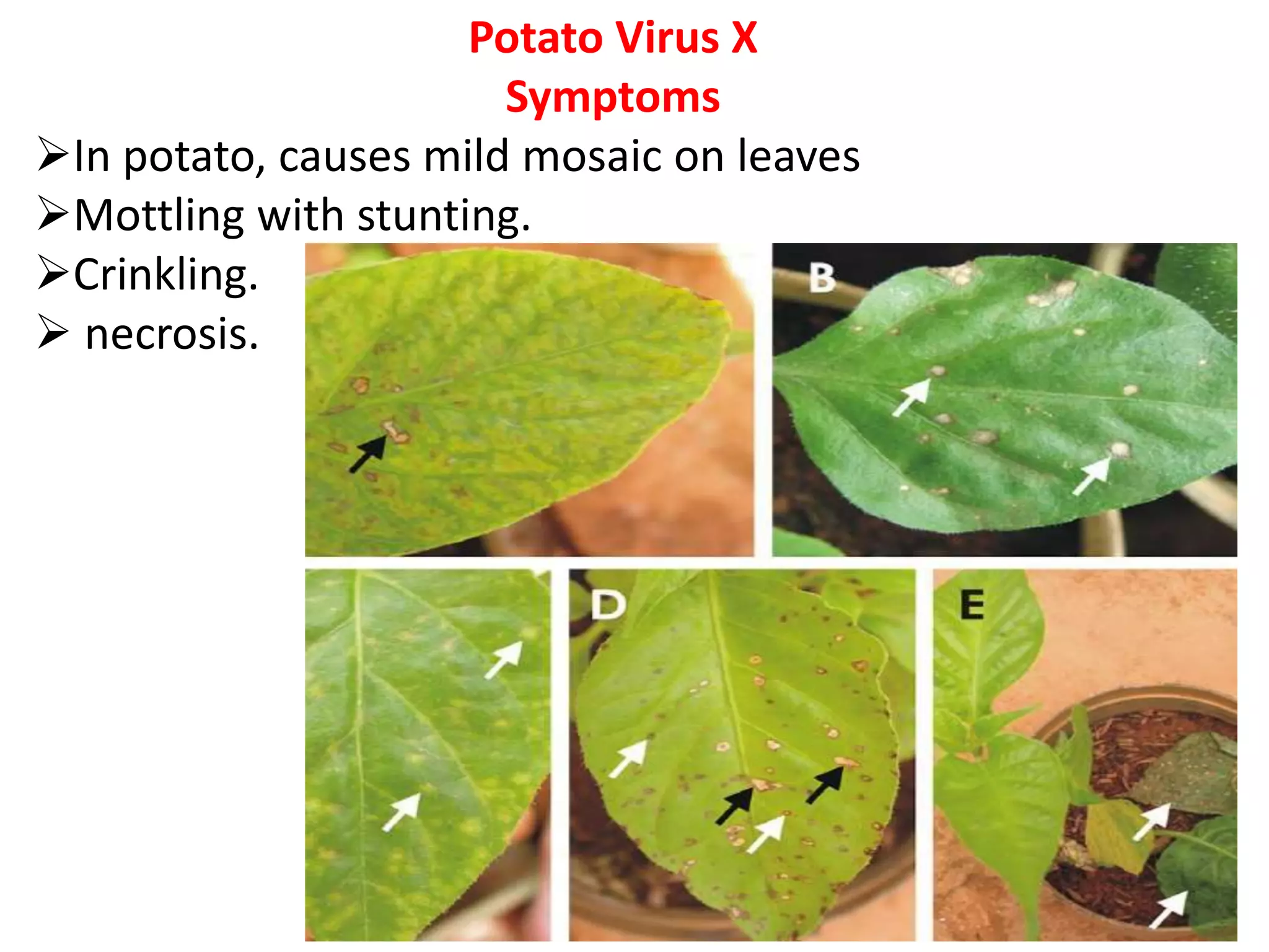 Potato virus X (PVX) | PPTX