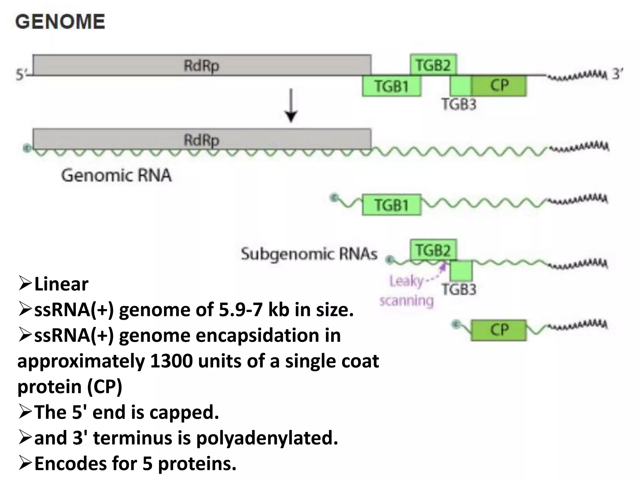 Potato virus X (PVX) | PPTX