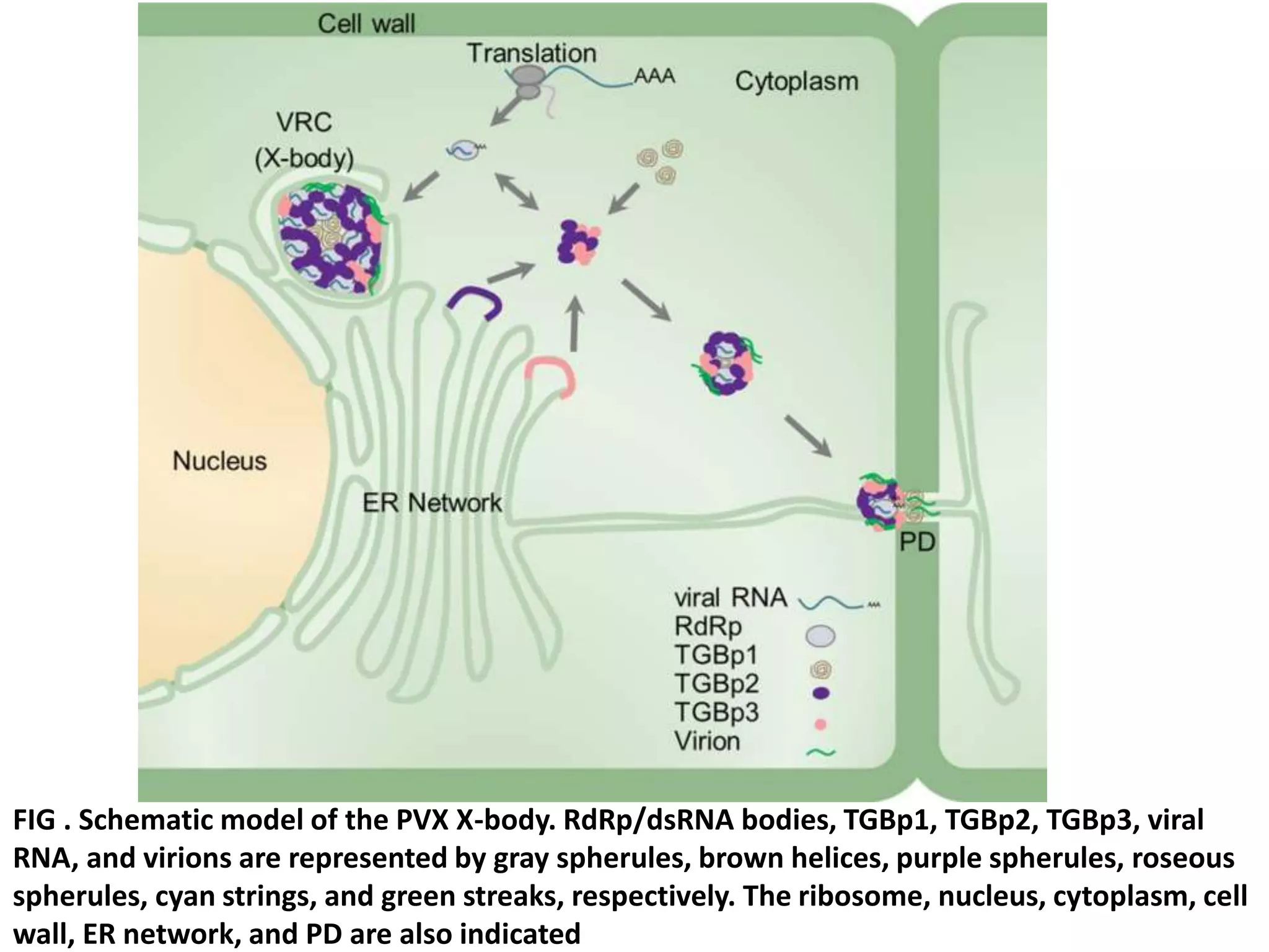 Potato virus X (PVX) | PPTX