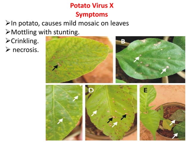 Potato virus X (PVX) | PPTX | Genetics | Science