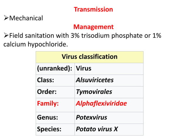 Potato virus X (PVX) | PPTX | Genetics | Science