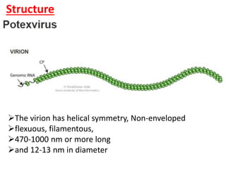 Potato virus X (PVX) | PPTX