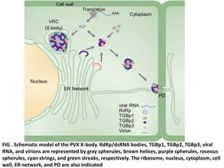 Potato virus X (PVX) | PPTX