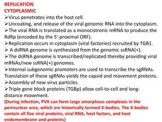 Potato virus X (PVX) | PPTX