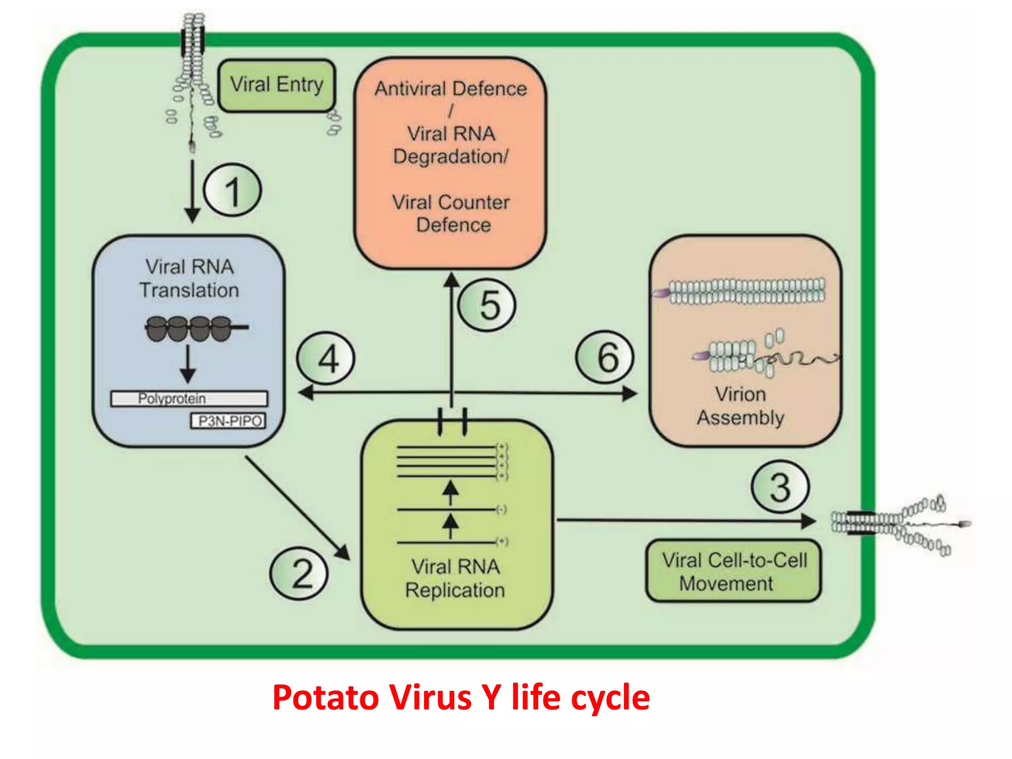 Potato virus Y (PVY) | PPTX