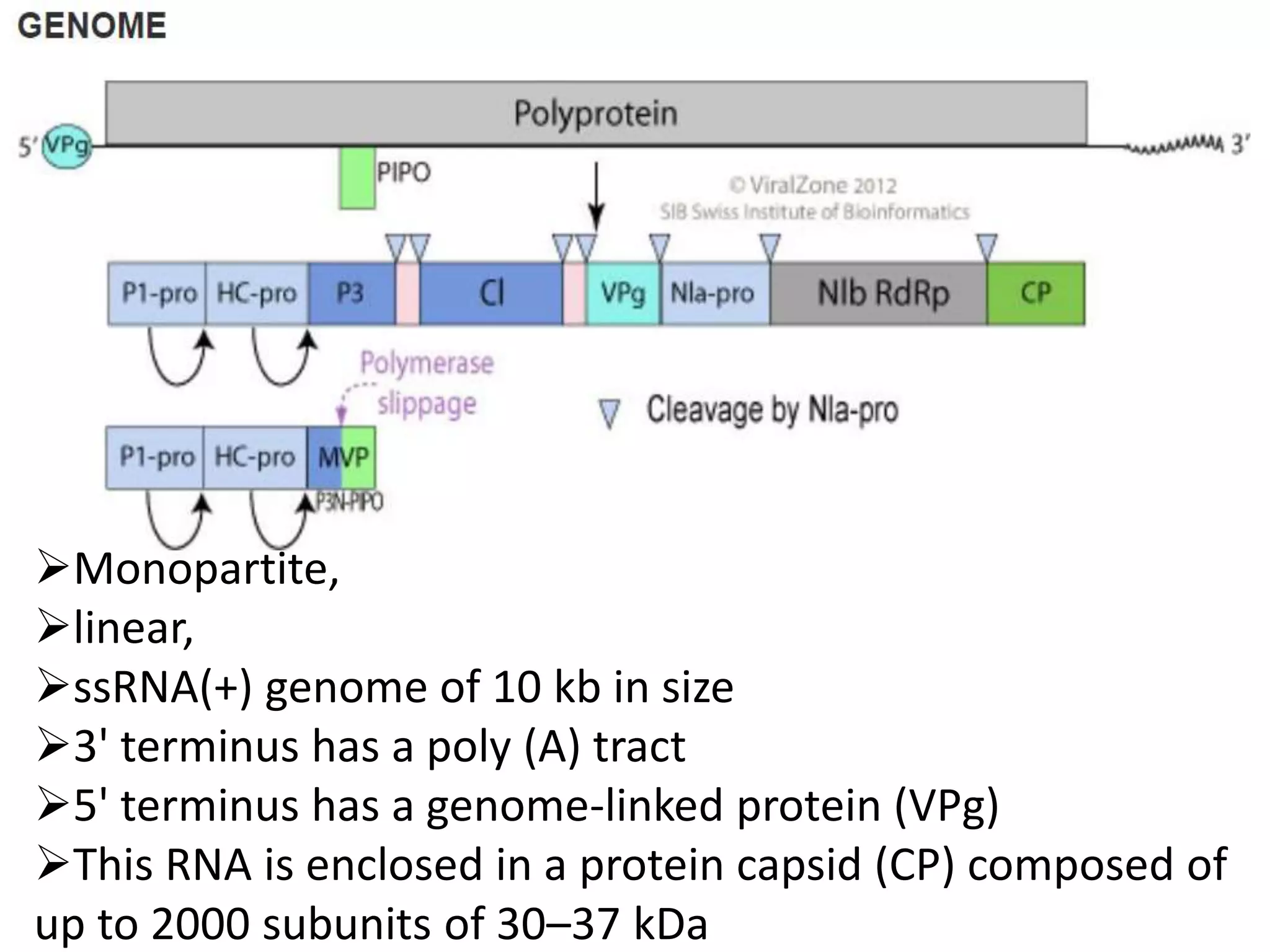 Potato virus Y (PVY) | PPTX
