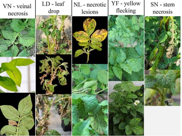 Potato virus Y (PVY) | PPTX