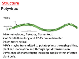 Potato virus Y (PVY) | PPTX