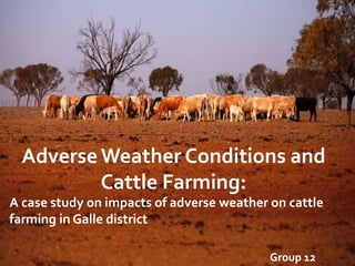 Adverse Weather Conditions and Cattle Farming: A case study on impacts ...