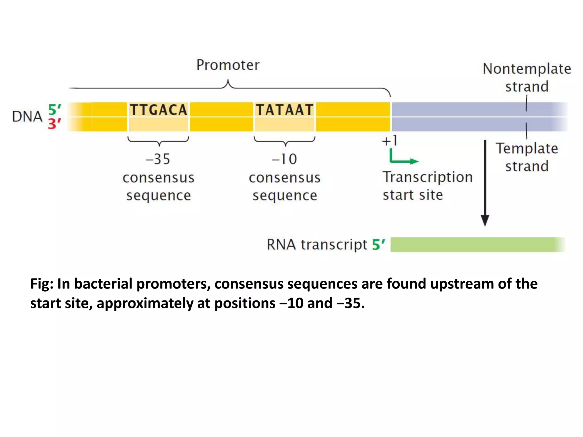 Prokaryotic transcription & gene structure | PPTX | Genetics | Science