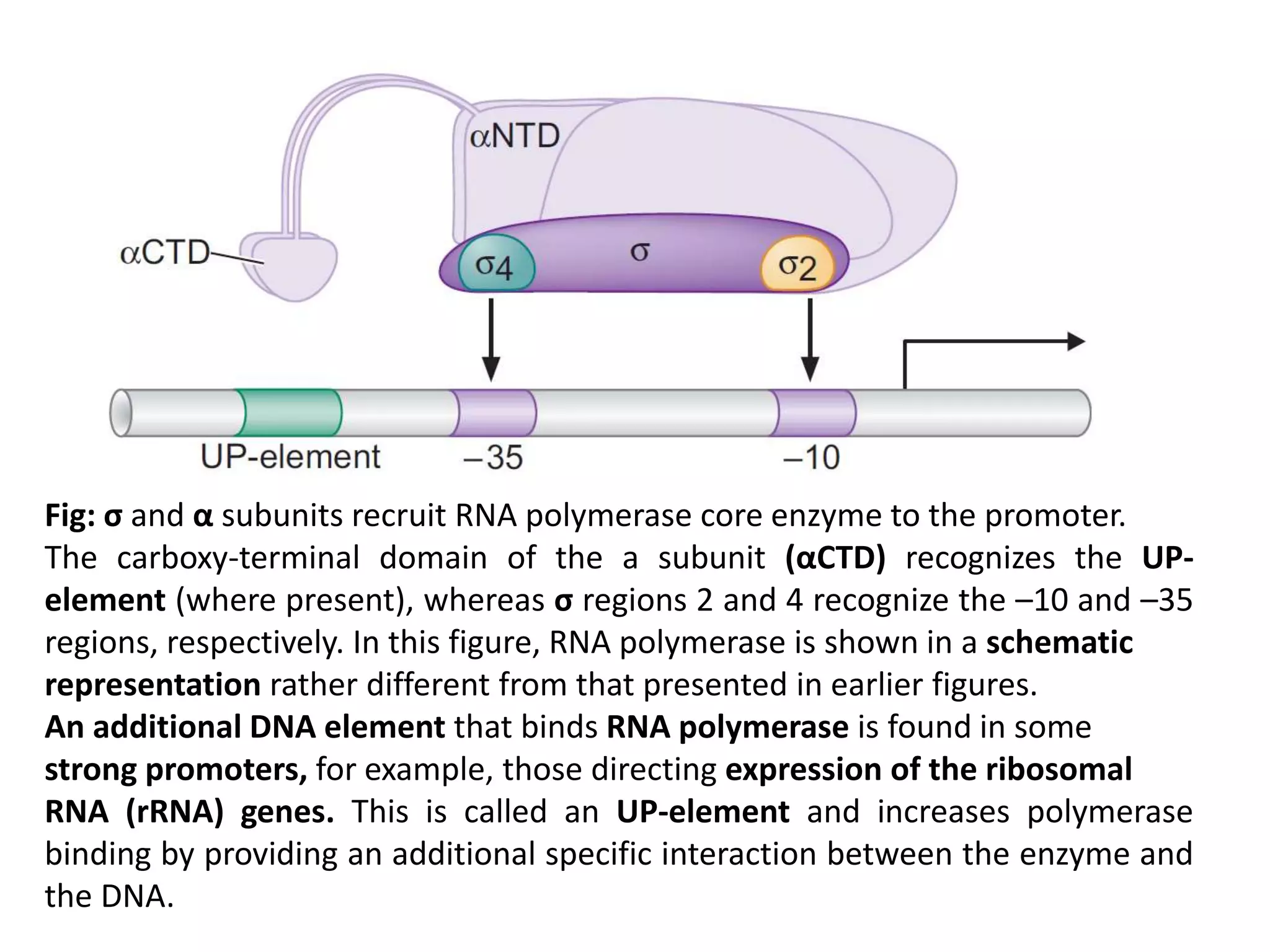 Prokaryotic transcription & gene structure | PPTX
