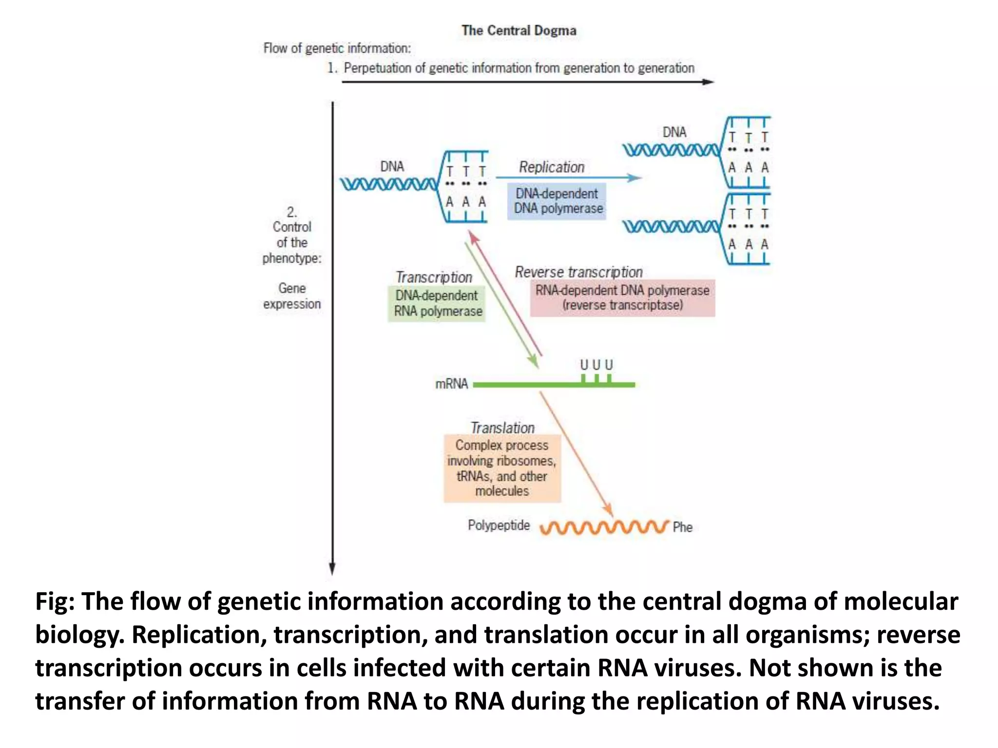 Prokaryotic transcription & gene structure | PPTX
