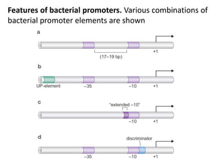 Prokaryotic transcription & gene structure | PPTX
