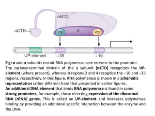Prokaryotic transcription & gene structure | PPTX