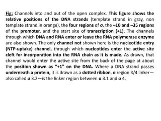 Prokaryotic transcription & gene structure | PPTX