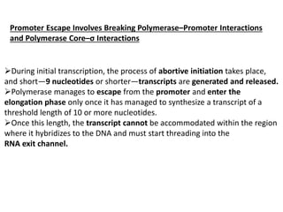 Prokaryotic transcription & gene structure | PPTX