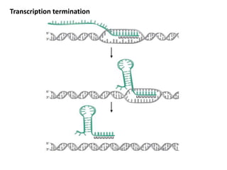 Prokaryotic transcription & gene structure | PPTX