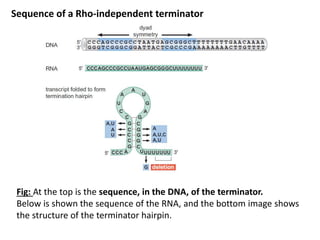 Prokaryotic transcription & gene structure | PPT