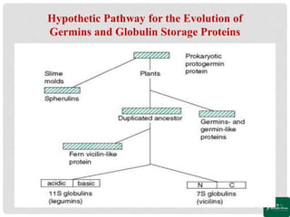 Seed Storage Proteins in Plants | PDF