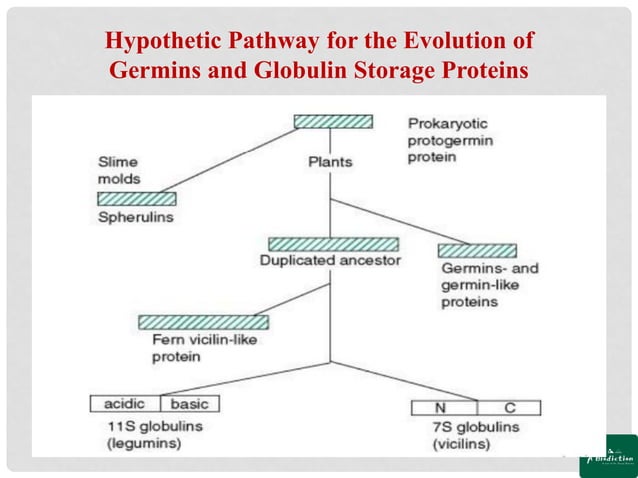 Seed Storage Proteins in Plants | PDF