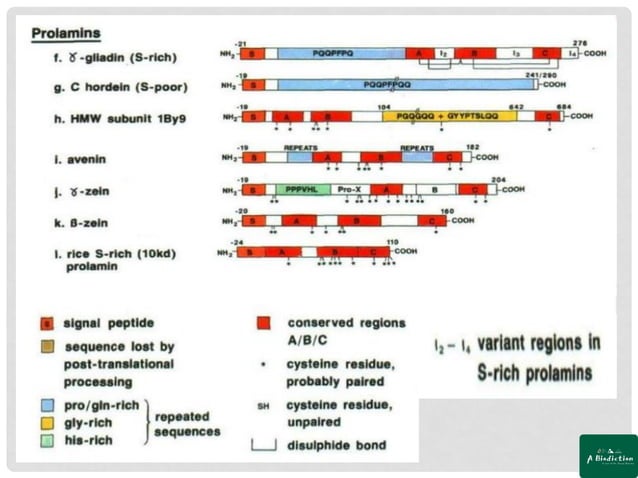 Seed Storage Proteins in Plants | PDF