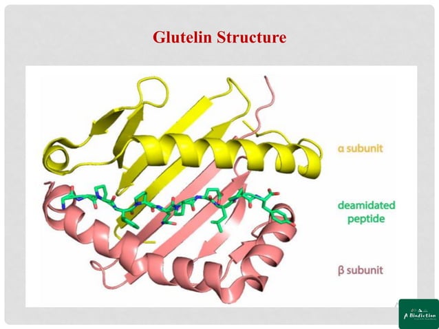 Seed Storage Proteins in Plants | PDF