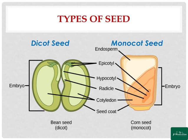 Seed Storage Proteins in Plants | PDF