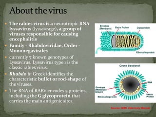 Rabies: a fatal zoonotic threat | PPTX