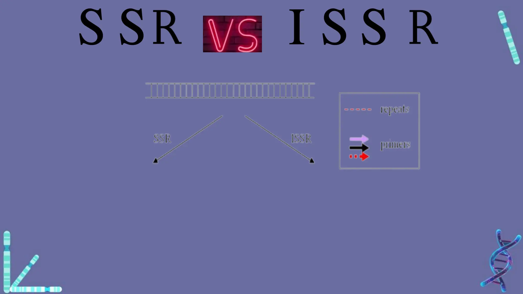 SSR and ISSR.pdf