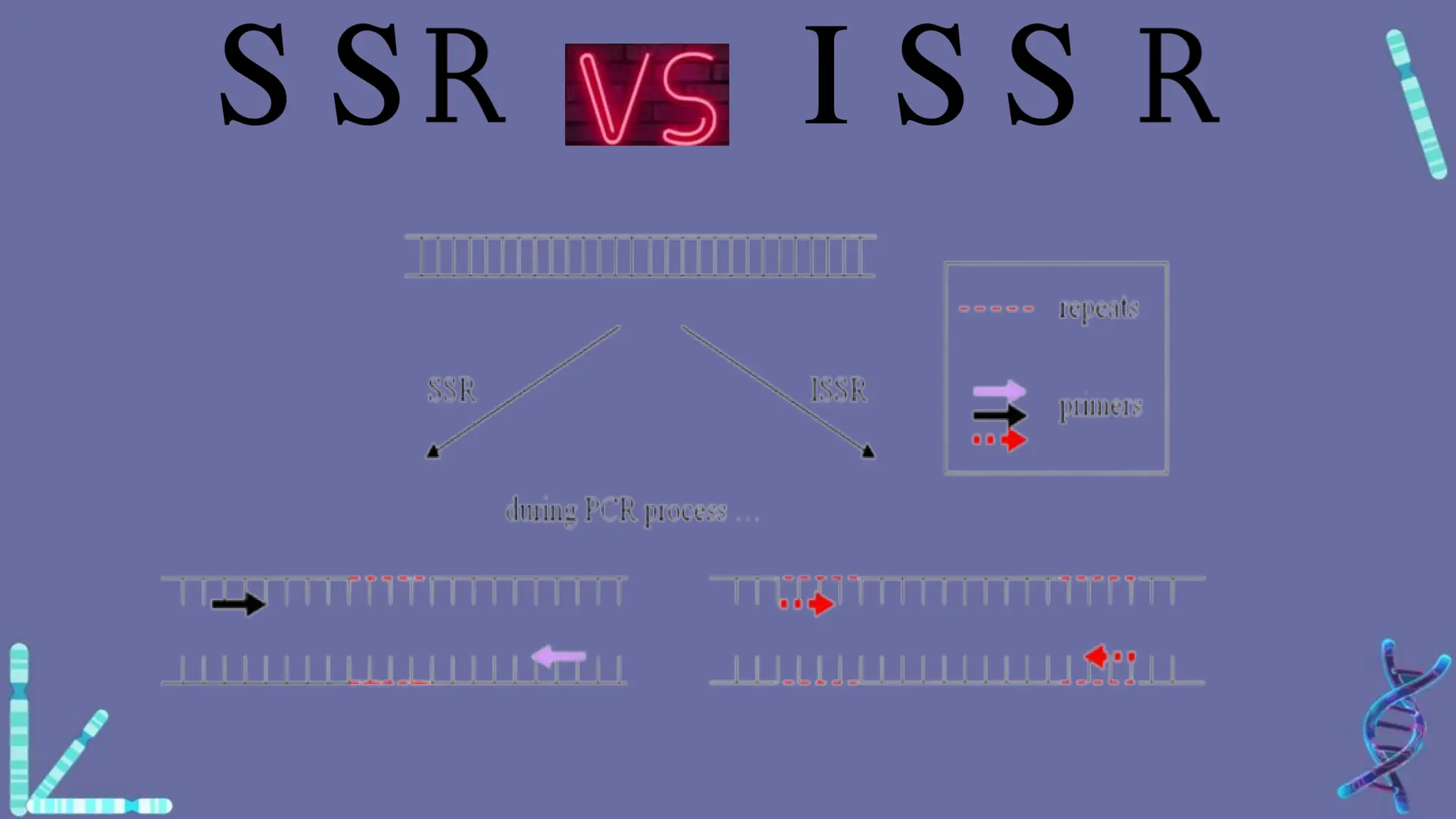 SSR and ISSR.pdf