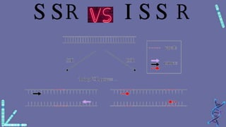 SSR and ISSR.pdf