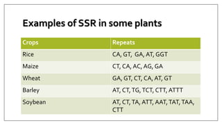 Ssr assignment | PPTX