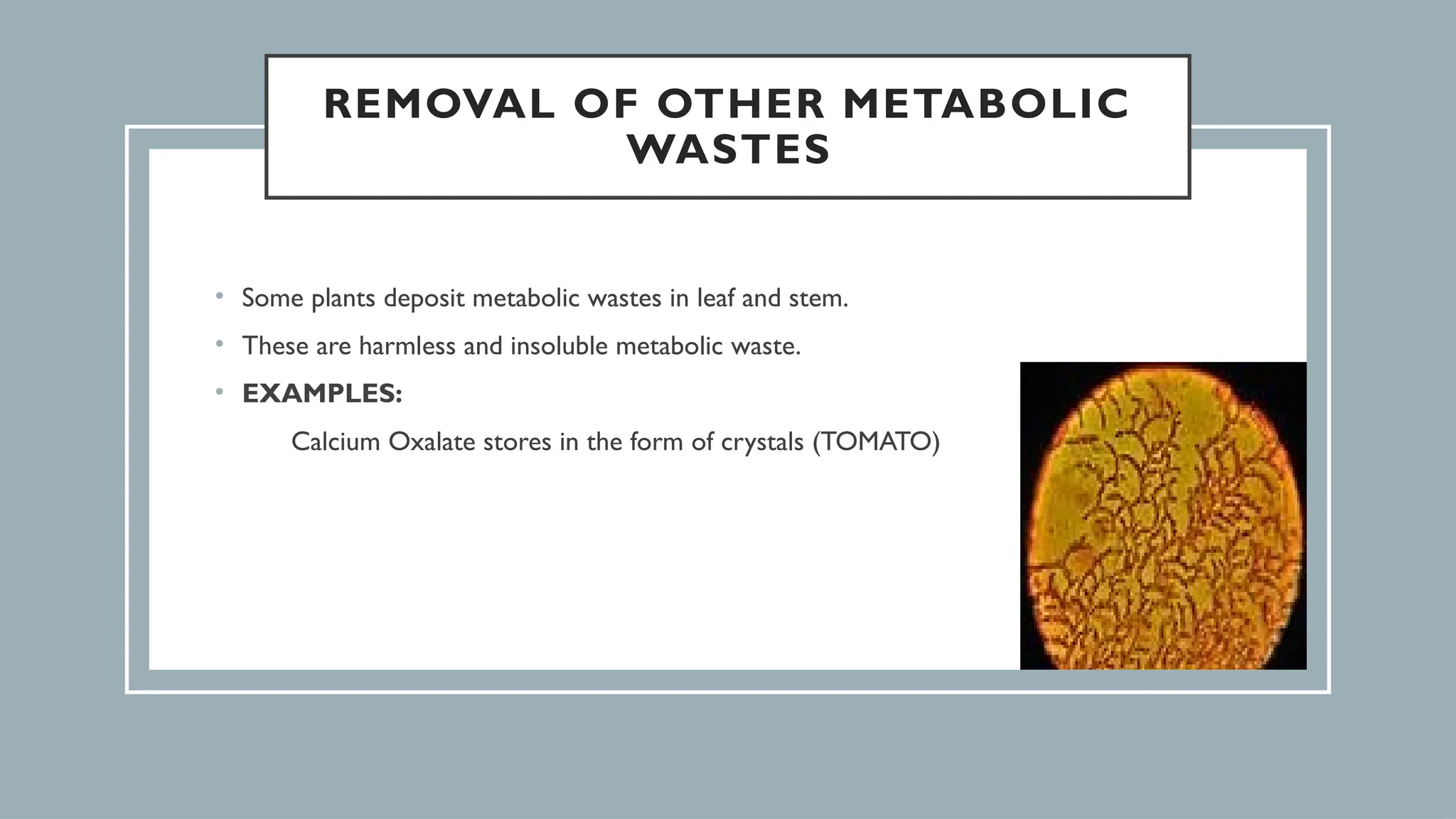 HomHomeostasis in animal zoology presentation | PPTX