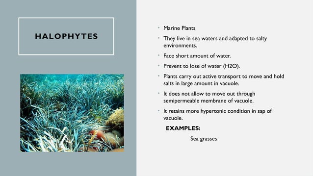 HomHomeostasis in animal zoology presentation | PPTX