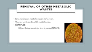 HomHomeostasis in animal zoology presentation | PPTX