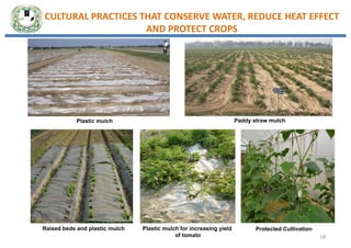 Sss climate change impact, mitigation and adaptation in vegetable crops ...