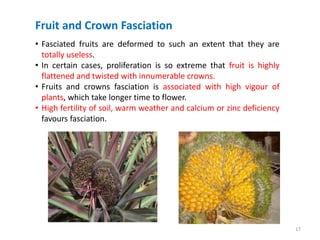 Abiotic Stress Management in Pineapple | PPTX