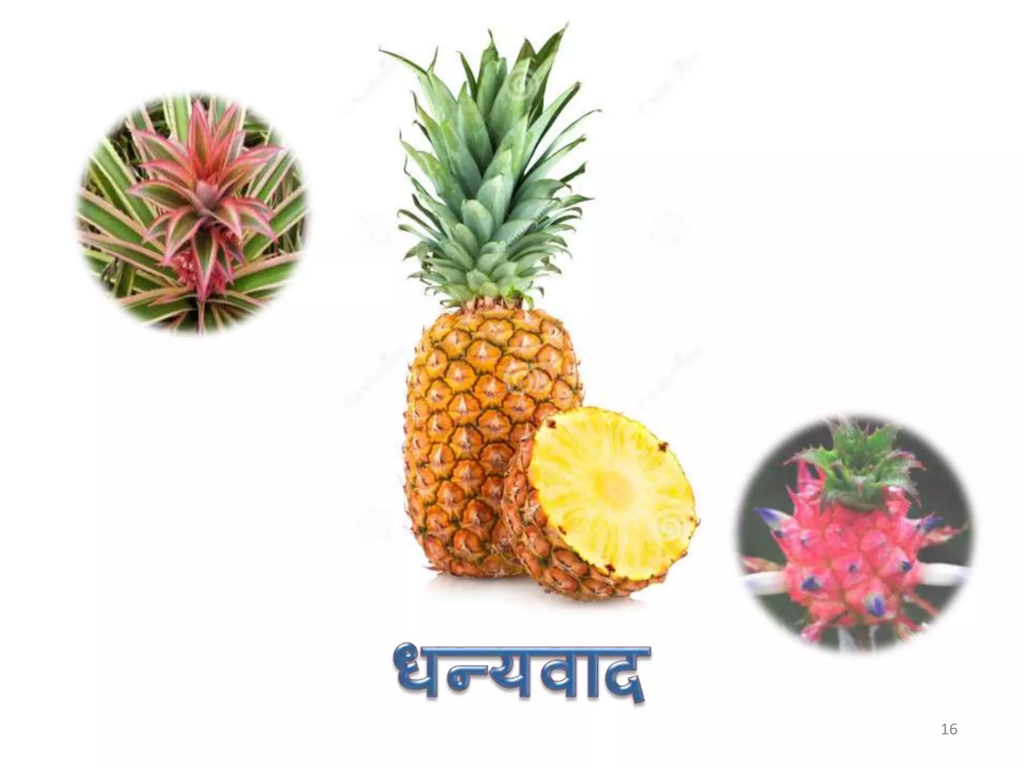 Pineapple varieties, propagation and plantation | PPTX