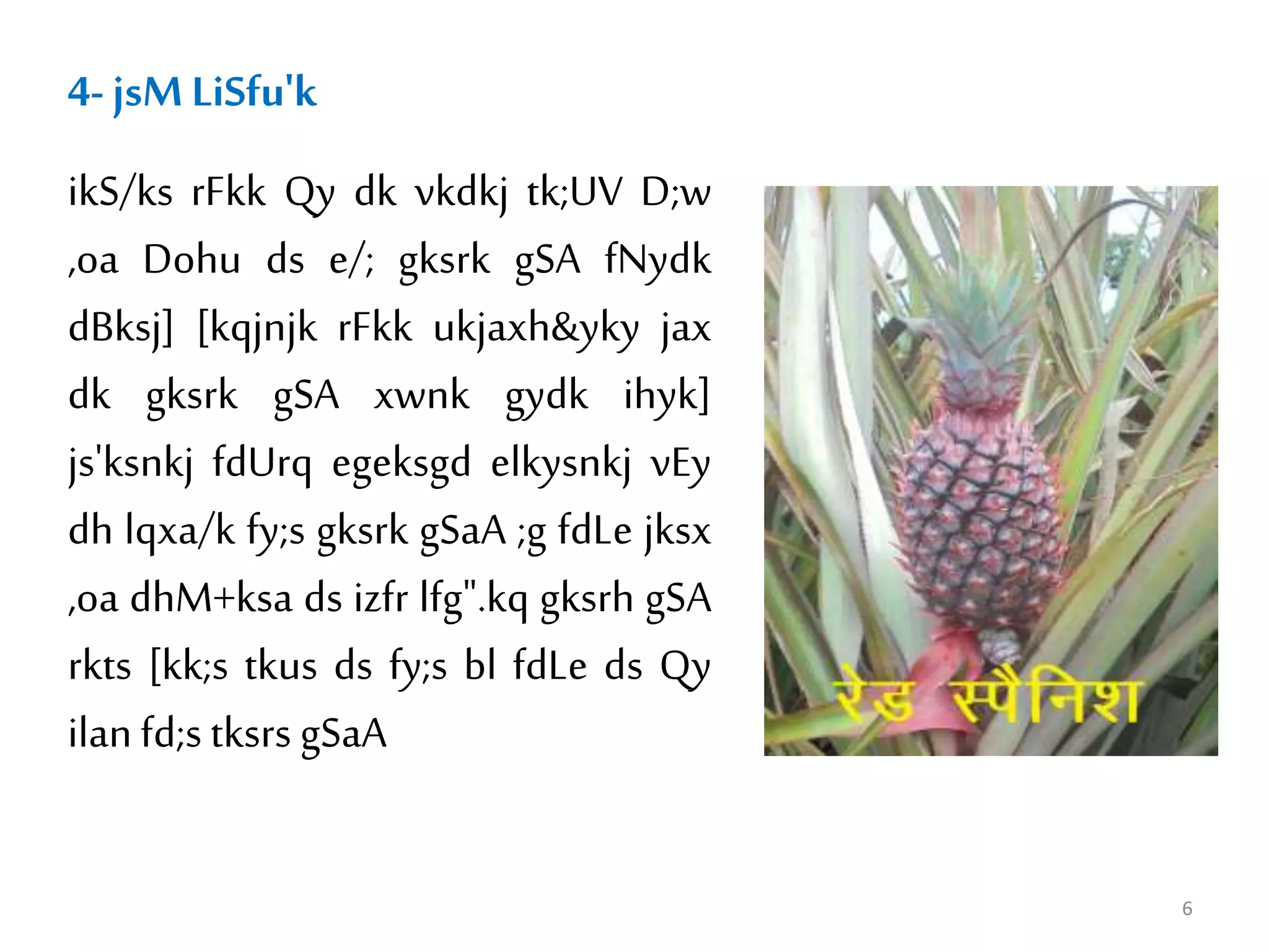 Pineapple varieties, propagation and plantation | PPTX