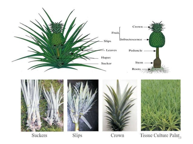 Pineapple varieties, propagation and plantation | PPTX