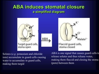 Plant growth regulators | PPT