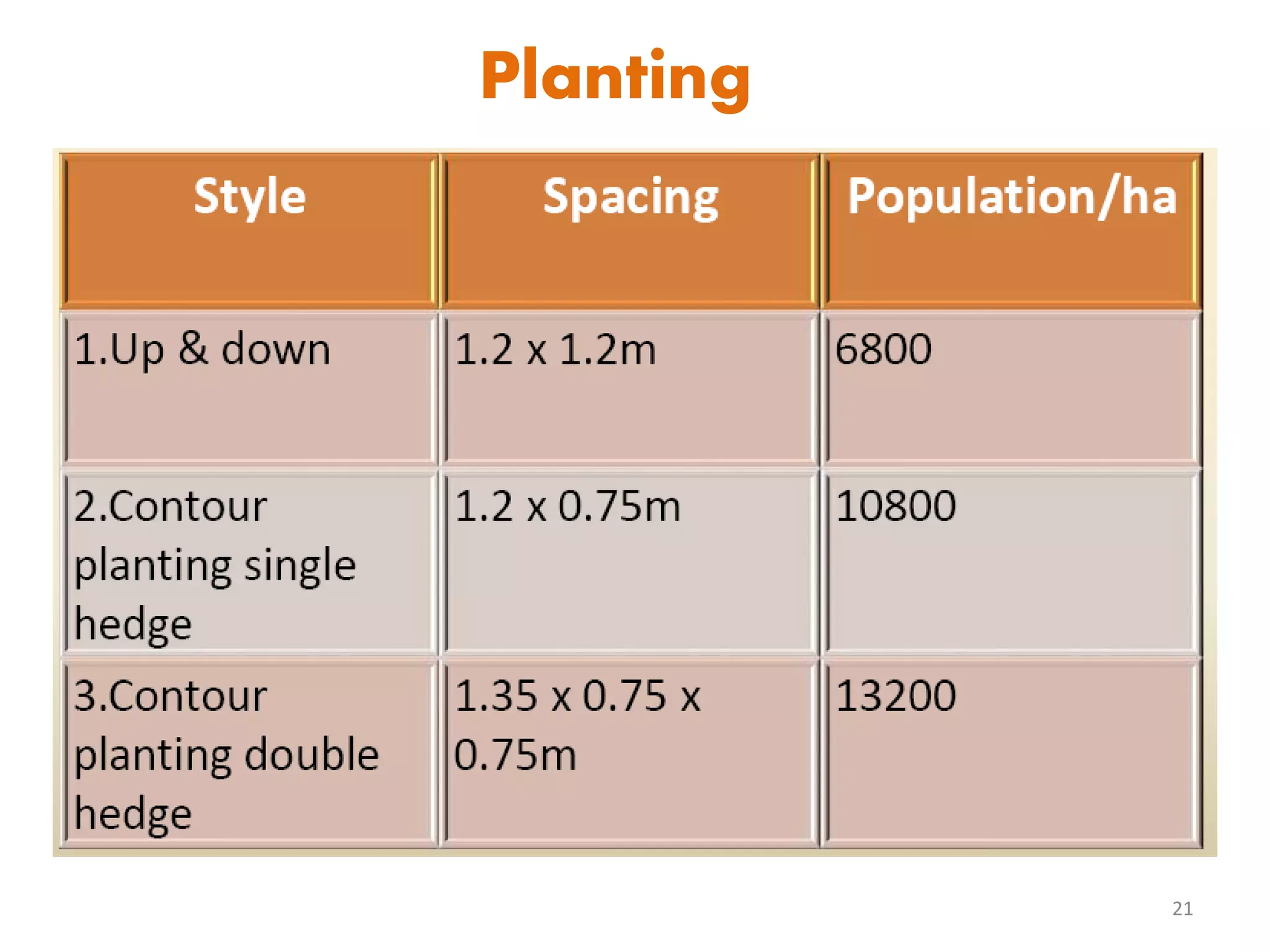 Tea Varieties, Propagation and Planting | PPTX