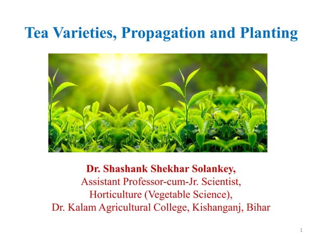 Tea Varieties, Propagation and Planting | PPTX