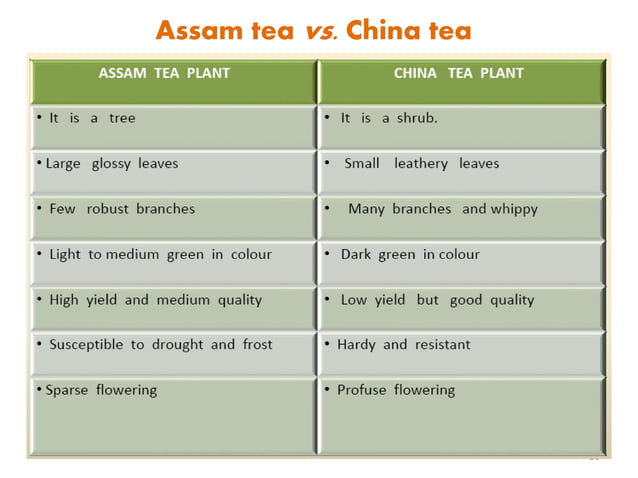 Tea Varieties, Propagation and Planting | PPTX