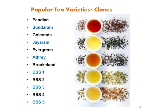 Tea Varieties, Propagation and Planting | PPTX