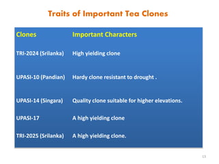 Tea Varieties, Propagation and Planting | PPTX