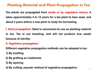 Tea Varieties, Propagation and Planting | PPTX