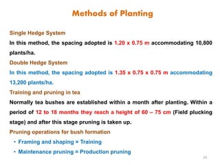 Tea Varieties, Propagation and Planting | PPTX