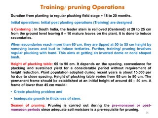 Tea Varieties, Propagation and Planting | PPTX